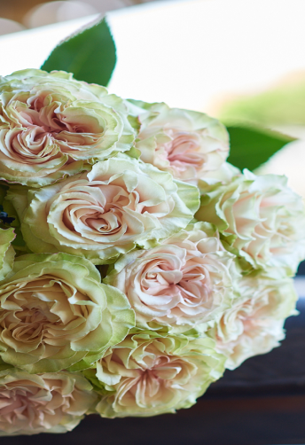 Rosentantau – Leading the new generation of roses