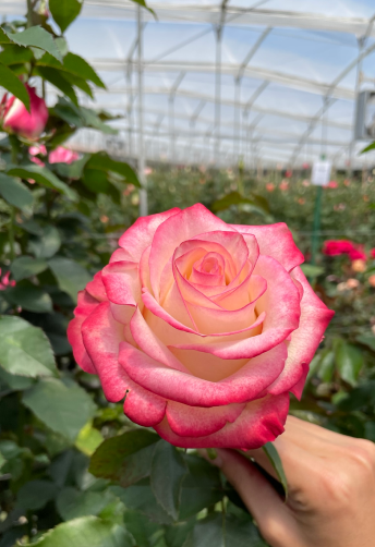 Rosentantau – Leading the new generation of roses