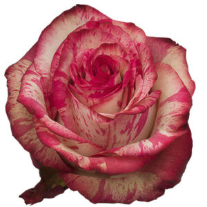 Rosentantau – Leading the new generation of roses