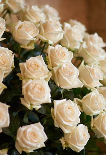 Rosentantau – Leading the new generation of roses