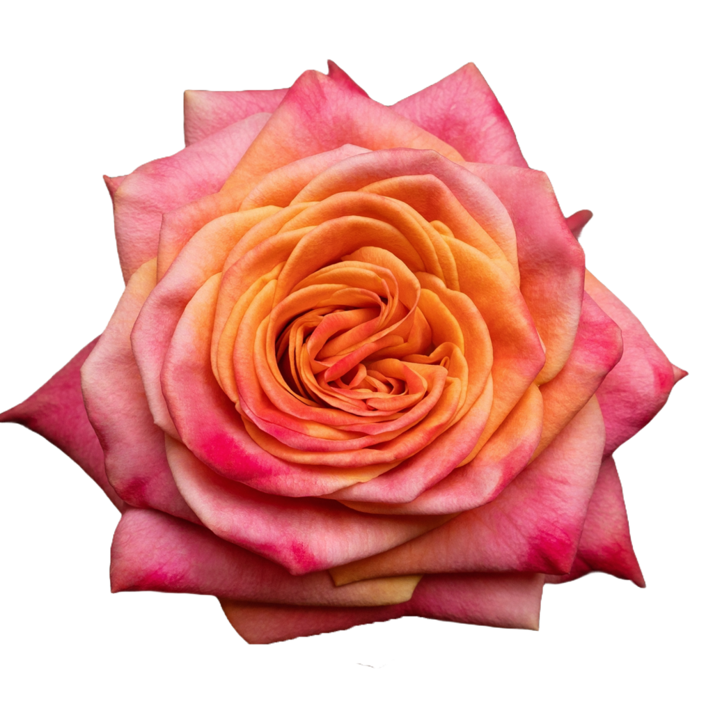 Rosen Tantau Latam – Excellence in every bloom. Rosen Tantau premium ...